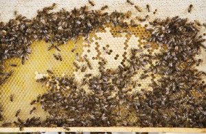 Waben. Bienenwaben, Wabe